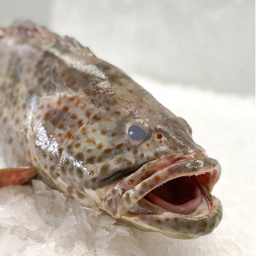 Sabah Grouper 石斑 (Whole Fish) – Tasty Seafood Trading
